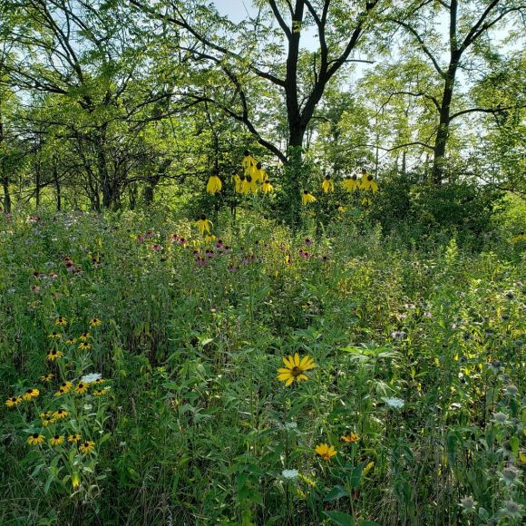 July 25, 2019 – trinalin thinks things through