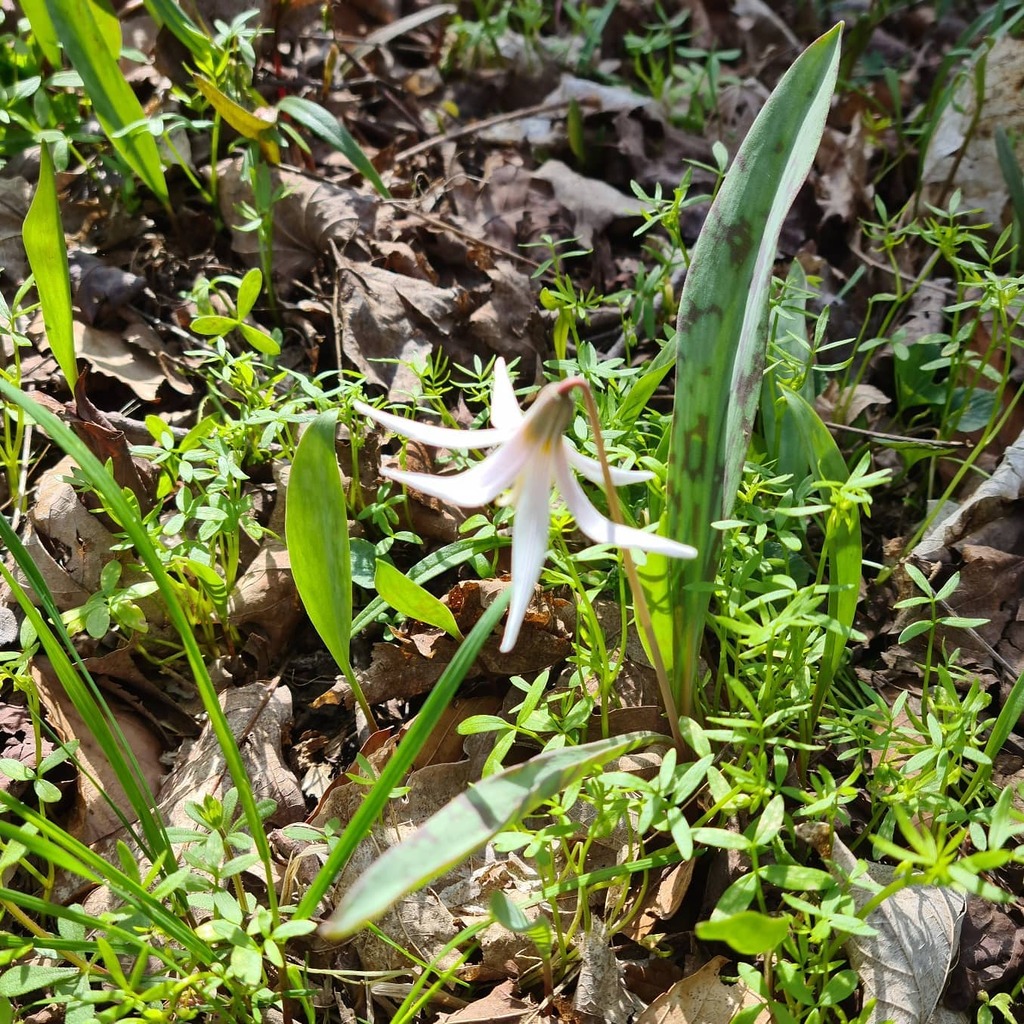 April 11, 2020 – trinalin thinks things through