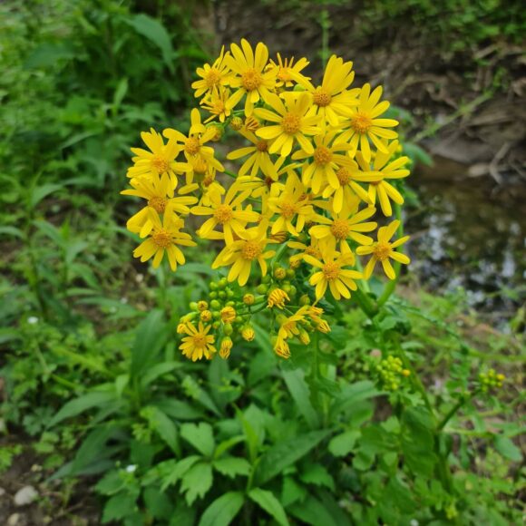 May 16, 2020 – trinalin thinks things through