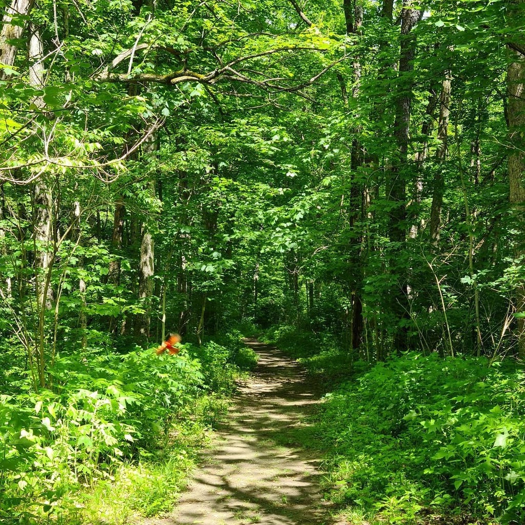 June 1, 2020 – trinalin thinks things through