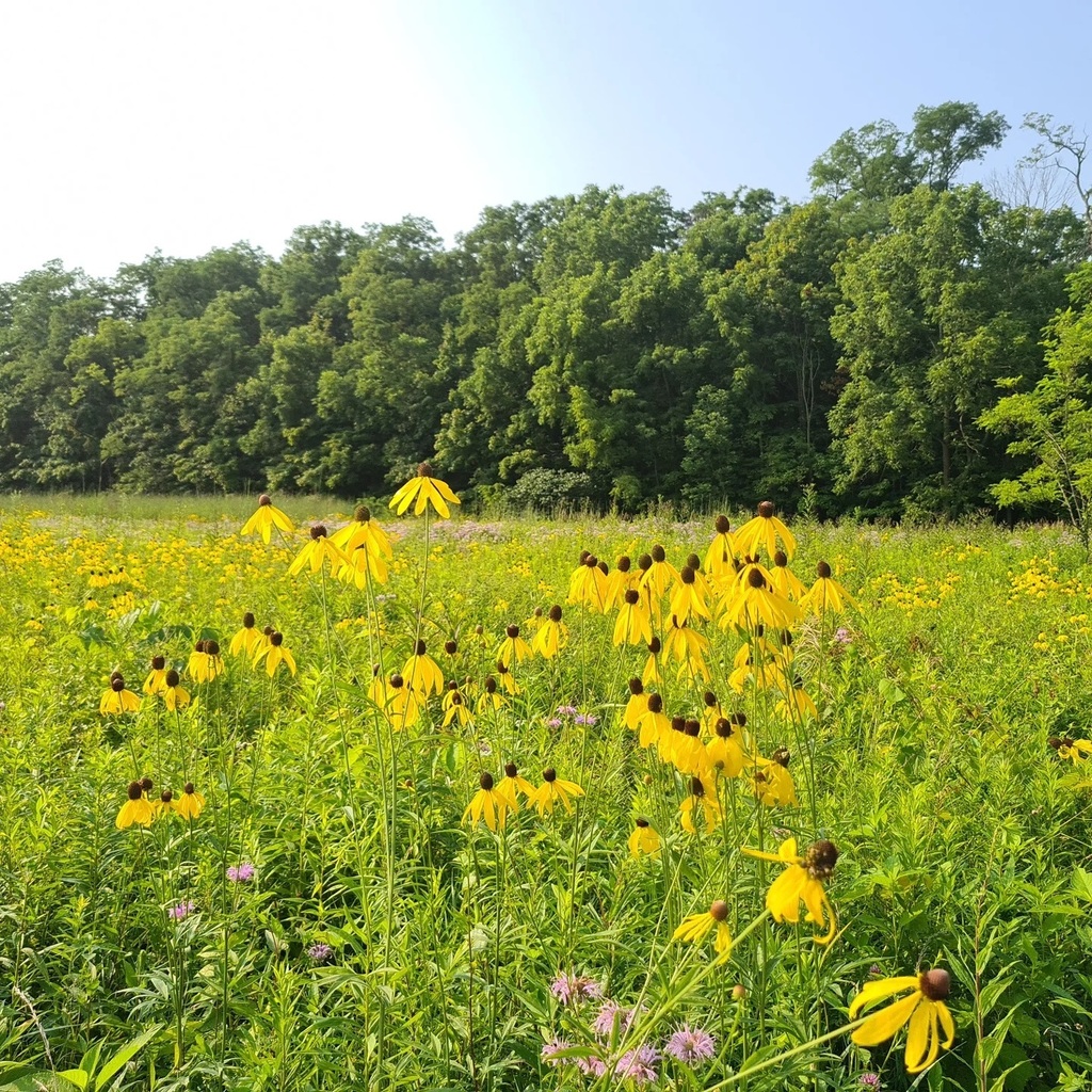 July 23, 2021 – trinalin thinks things through